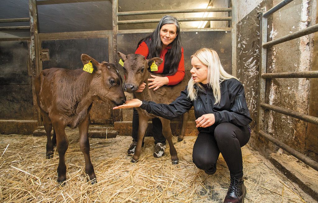 Tierschützer „retten“ zwei Kälber vor Export - Vorarlberger Nachrichten ...
