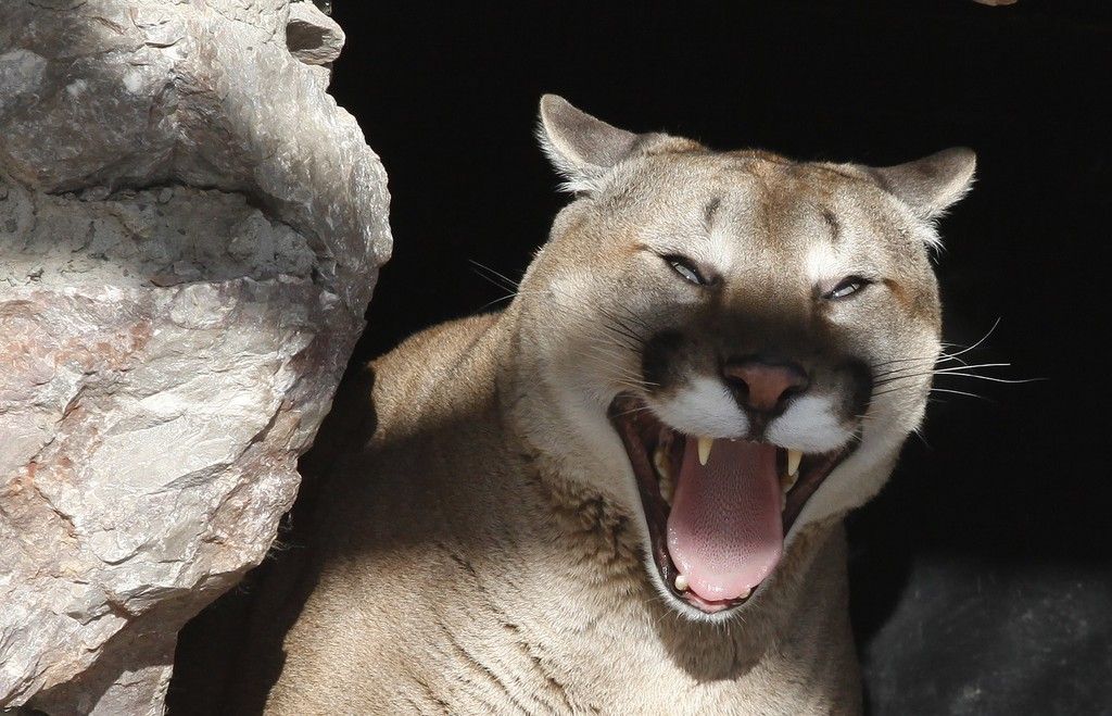 Puma-Attacke in Kalifornien - Vorarlberger Nachrichten | VN.at