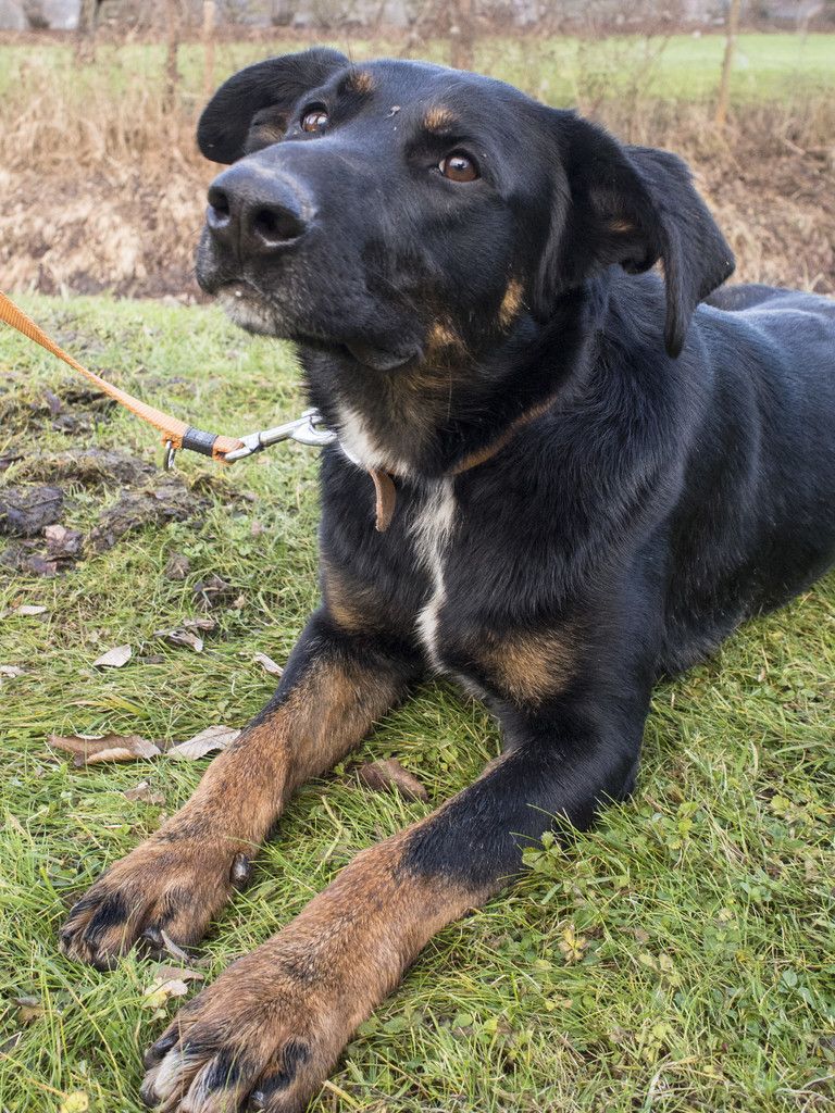 Sorge um Joker, Kitmir und Milo - Vorarlberger Nachrichten | VN.at