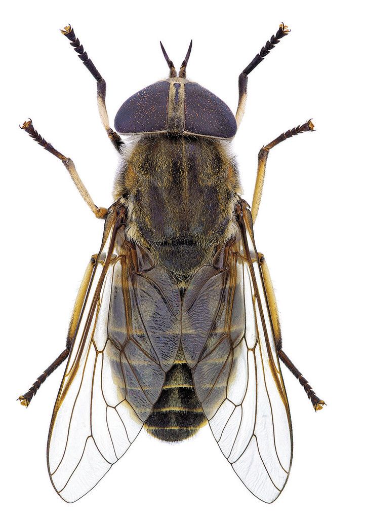 Bissige Insekten stechen wieder zu - Vorarlberger Nachrichten | VN.at