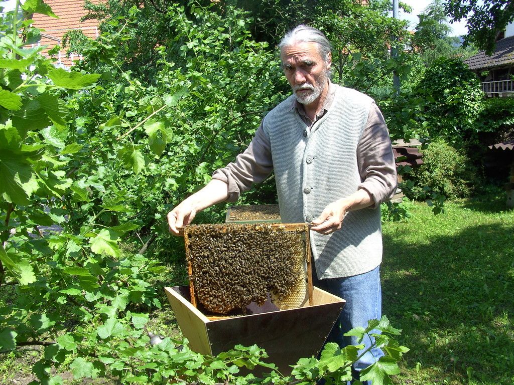 Wo der Mensch ist, sind Bienen - Vorarlberger Nachrichten | VN.at