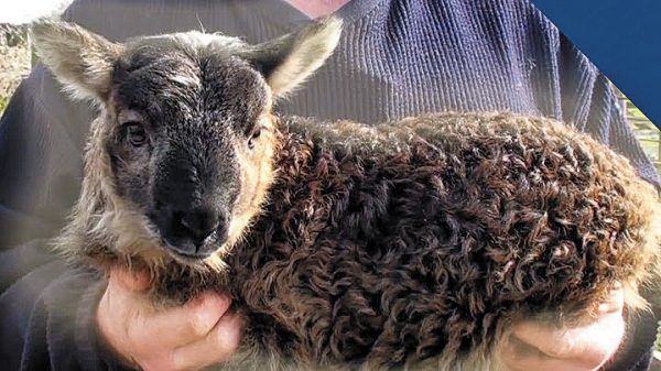 Irland hat nun eine “Schiege” - Vorarlberger Nachrichten | VN.at