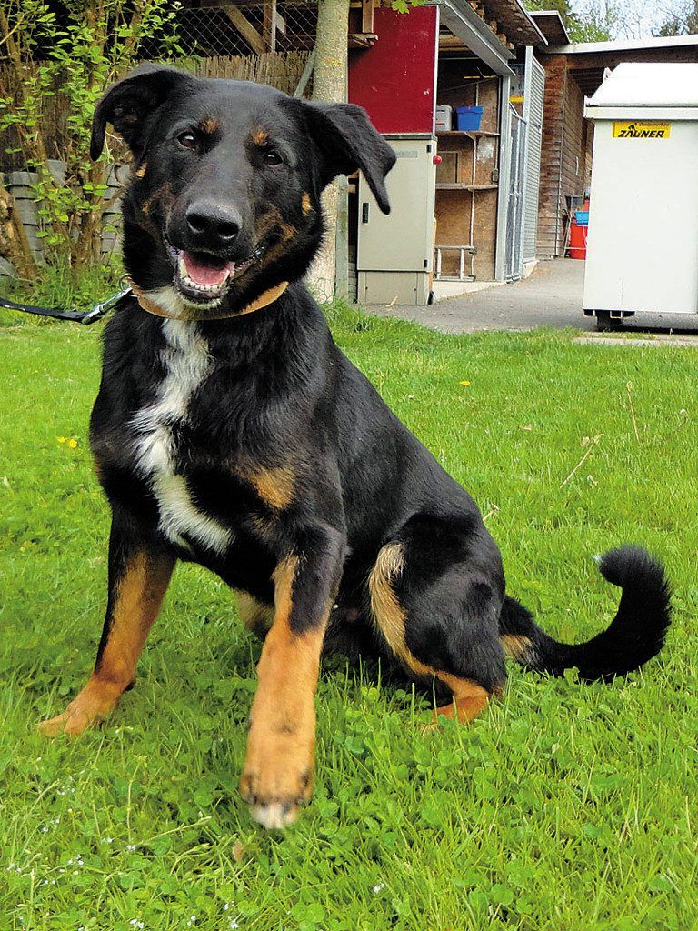 Kitmir, Tito und Rico suchen ein Zuhause - Vorarlberger Nachrichten | VN.at