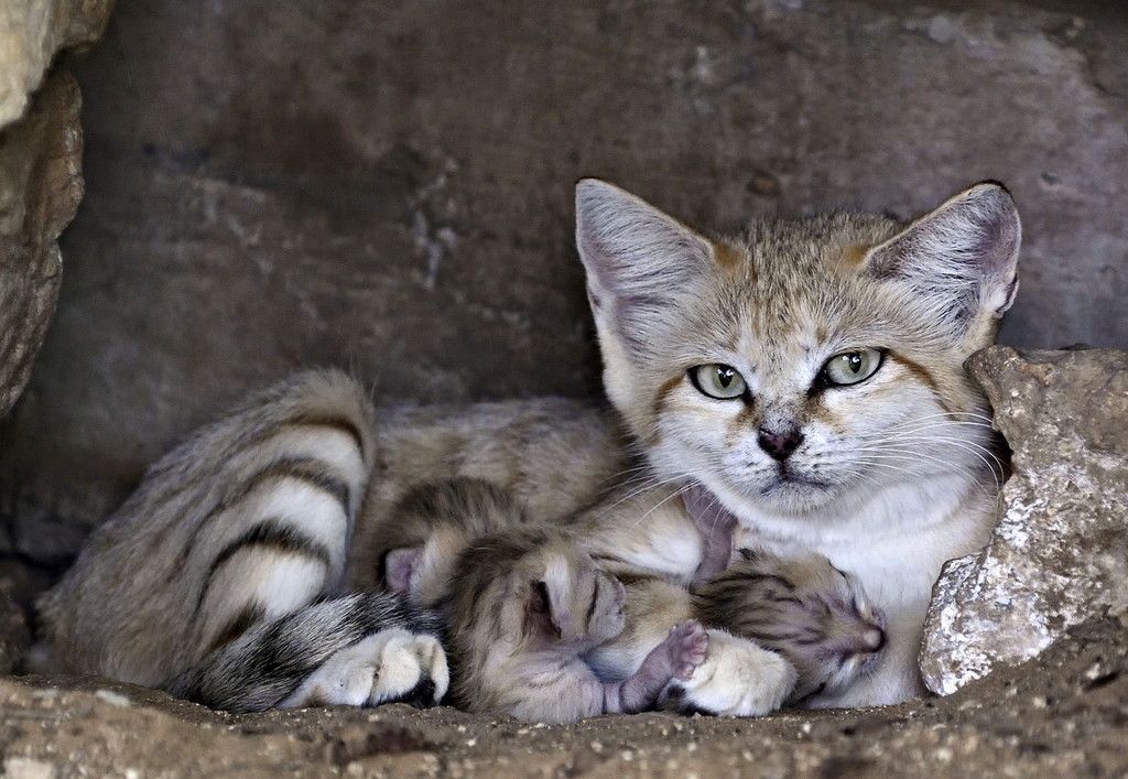 Seltene Sandkatzen - Vorarlberger Nachrichten | VN.at