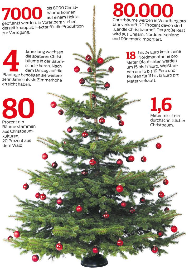 Den perfekten Christbaum gibt es in der Natur nicht - Vorarlberger ...