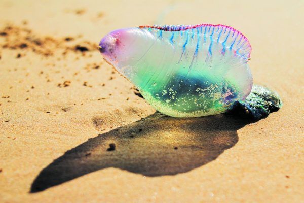 Quallen-Alarm auf Mallorca - Vorarlberger Nachrichten | VN.at