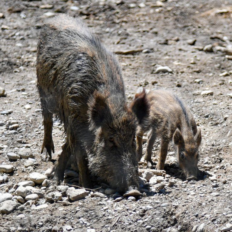 Den Wildtieren auf der Spur - Vorarlberger Nachrichten | VN.at