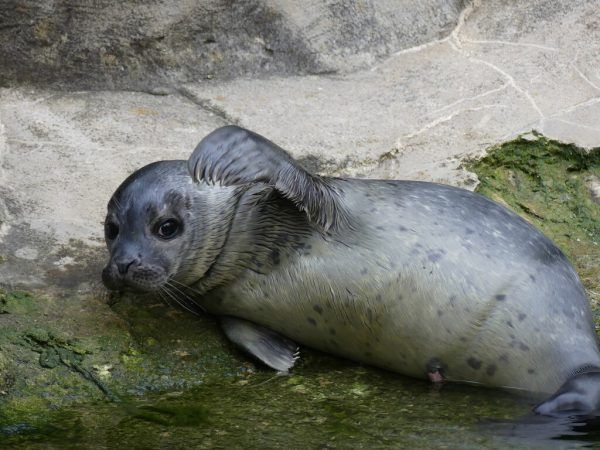 Kleiner Racker - Vorarlberger Nachrichten | VN.at