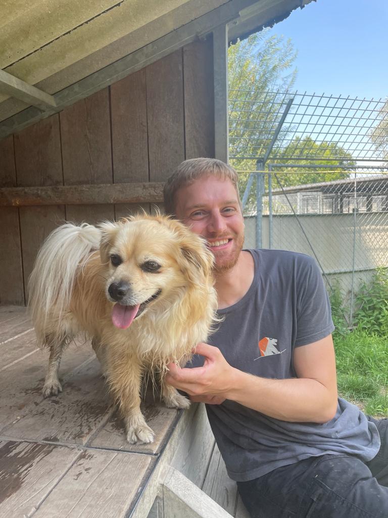 Kleiner Pekinese mit vielen Hobbys - Vorarlberger Nachrichten | VN.at