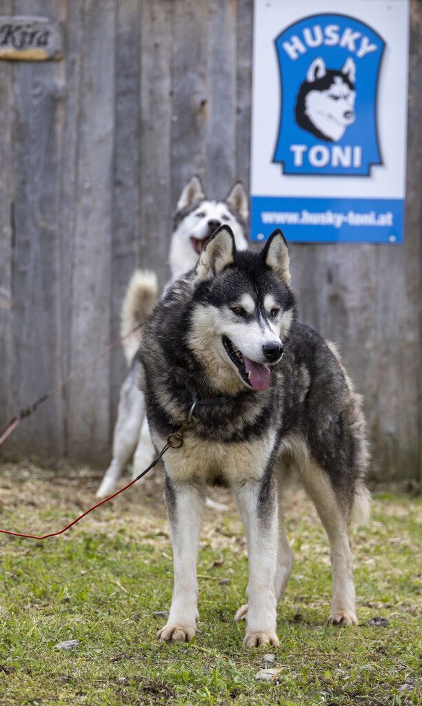 Vom Traum eines kleinen Buben - Vorarlberger Nachrichten | VN.at