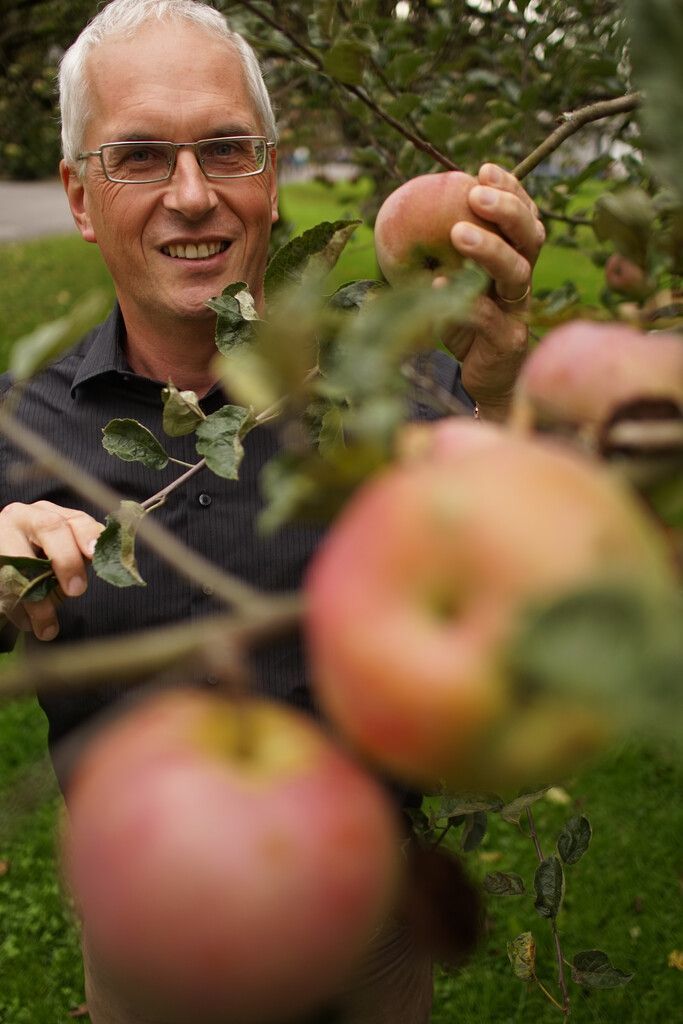 Land fördert das Pflanzen von Obstbäumen - Vorarlberger Nachrichten | VN.at