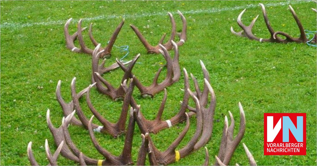 Abwurfstangenschau der Bludenzer Jäger - Vorarlberger Nachrichten | VN.at