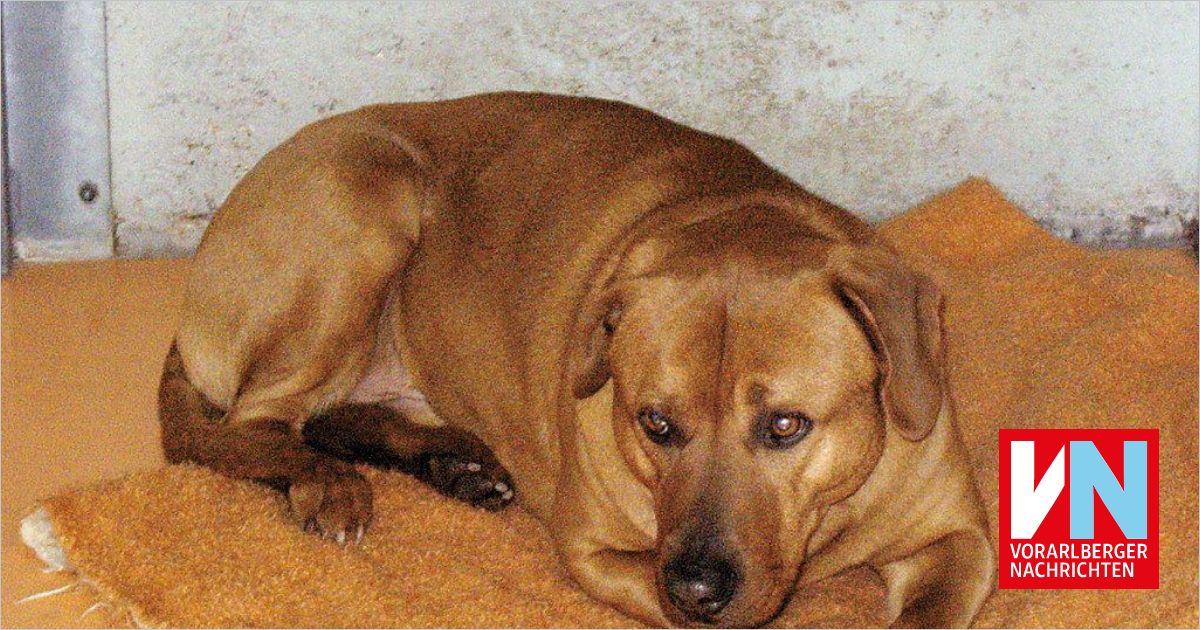 Sorge um Joker, Kitmir und Milo - Vorarlberger Nachrichten | VN.at