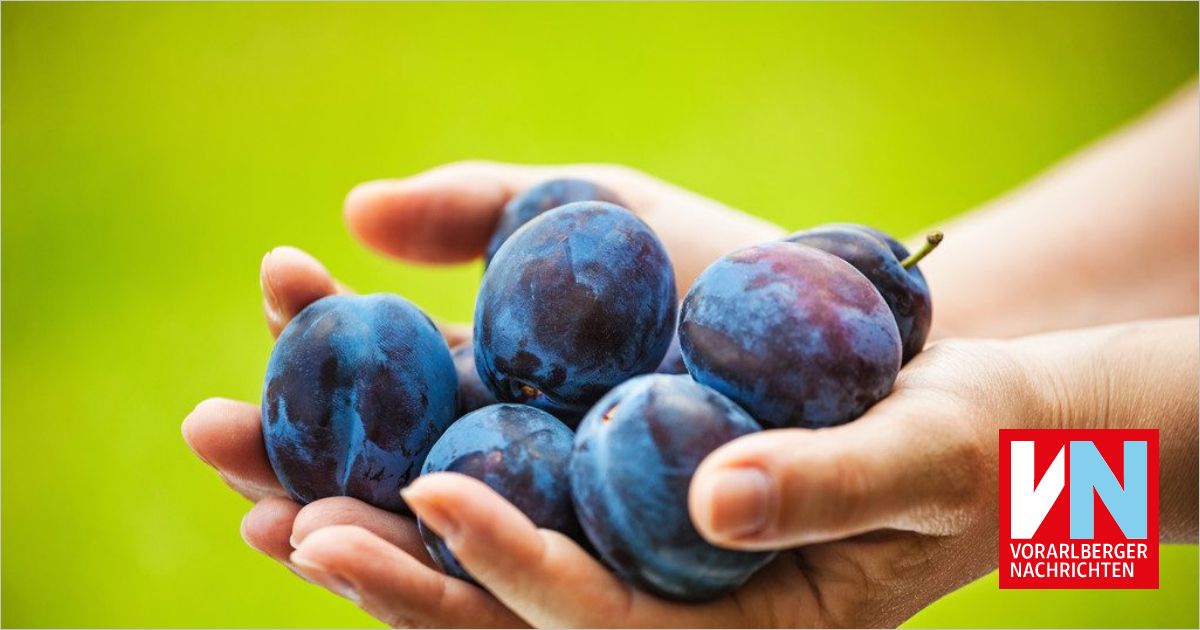 Zwetschke, Zwetsche oder auch Quetsche - Vorarlberger Nachrichten | VN.at