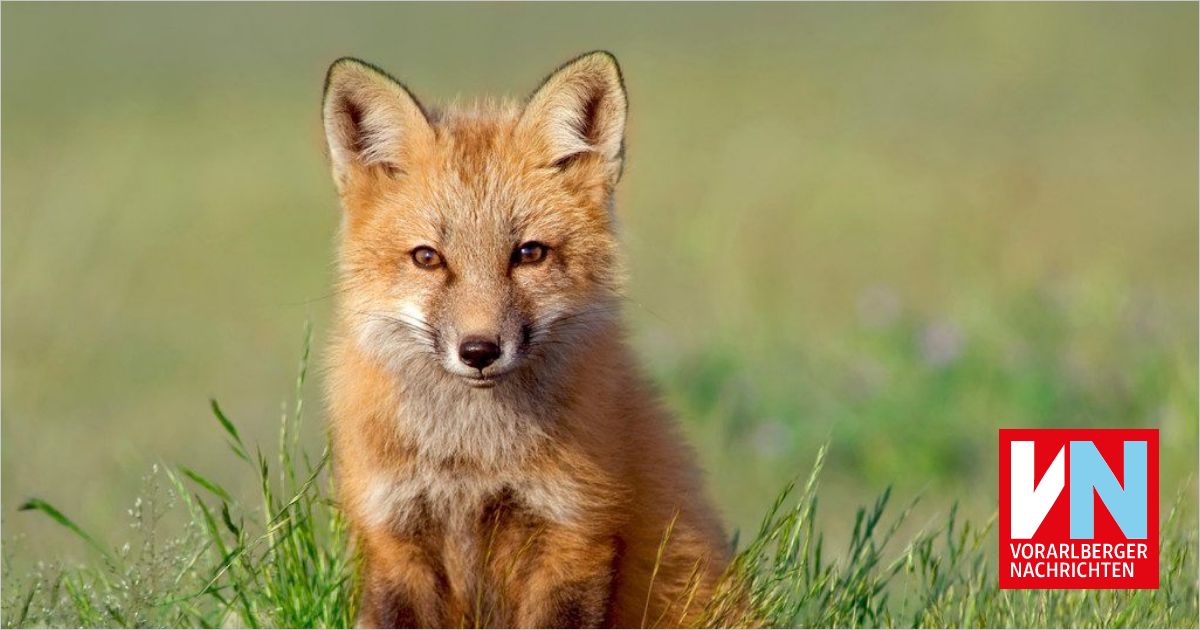 Es geht ein schlauer Fuchs herum - Vorarlberger Nachrichten | VN.at