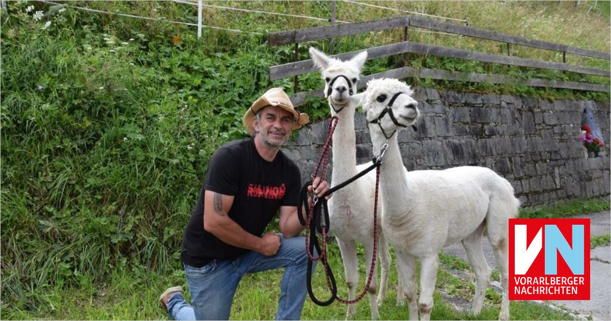 Lama Joe wandert von Bangs bis nach Wien - Vorarlberger Nachrichten | VN.at