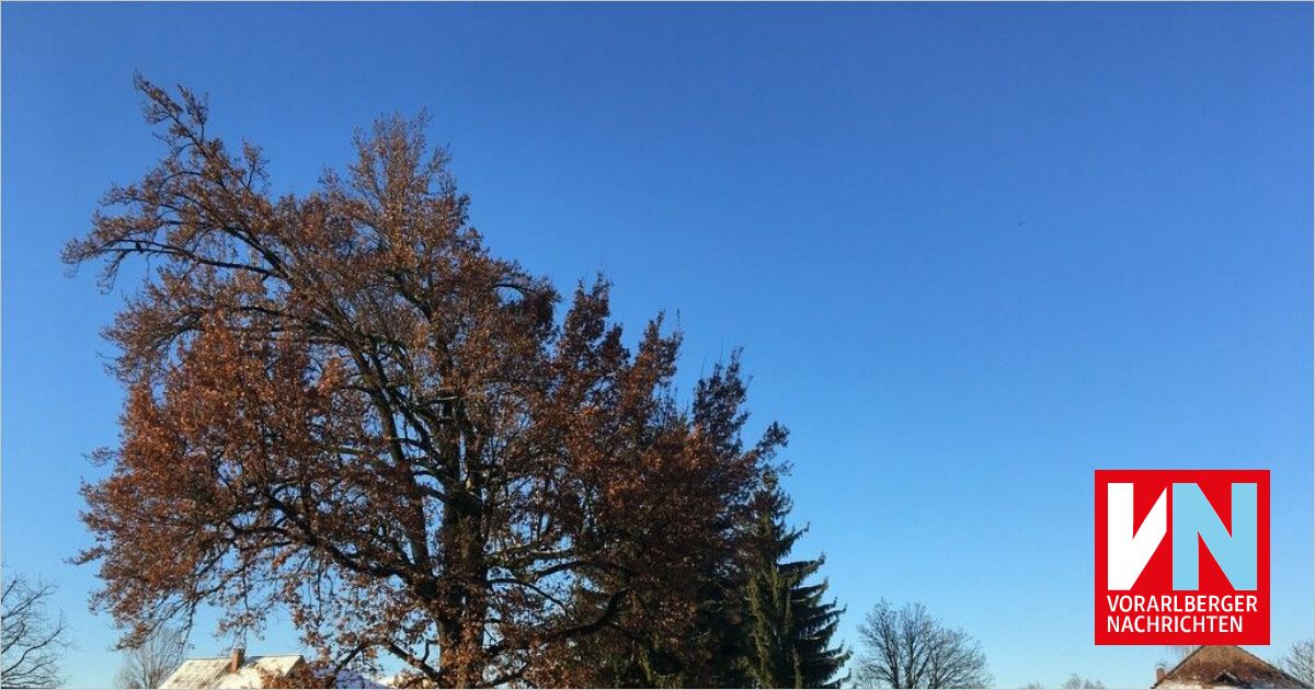 Eiche beim Hatler Friedhof wird zum Naturdenkmal - Vorarlberger ...