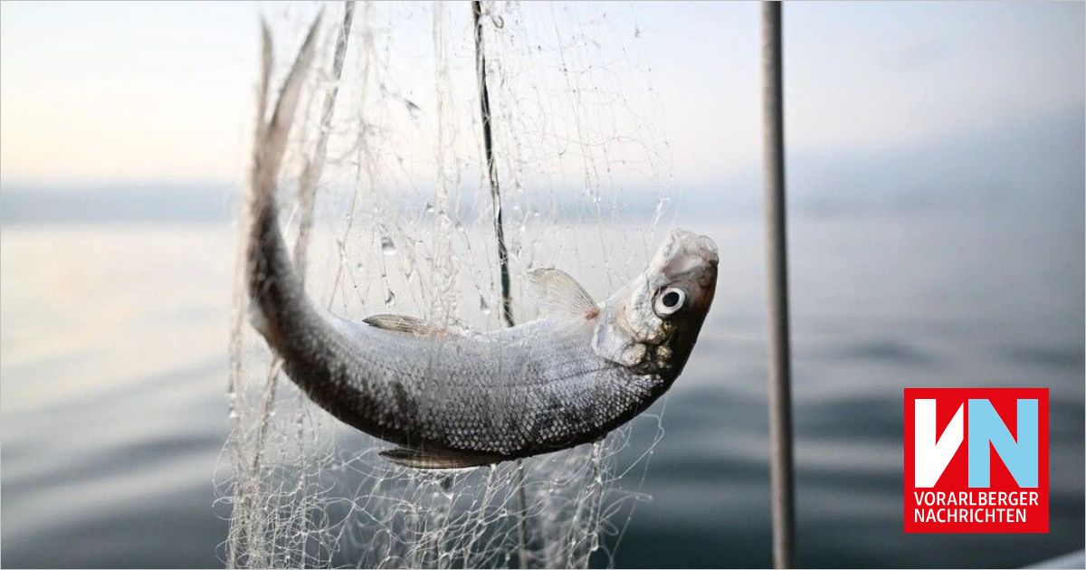 Schonzeit für die ­Bodensee-Felchen - Vorarlberger Nachrichten | VN.at