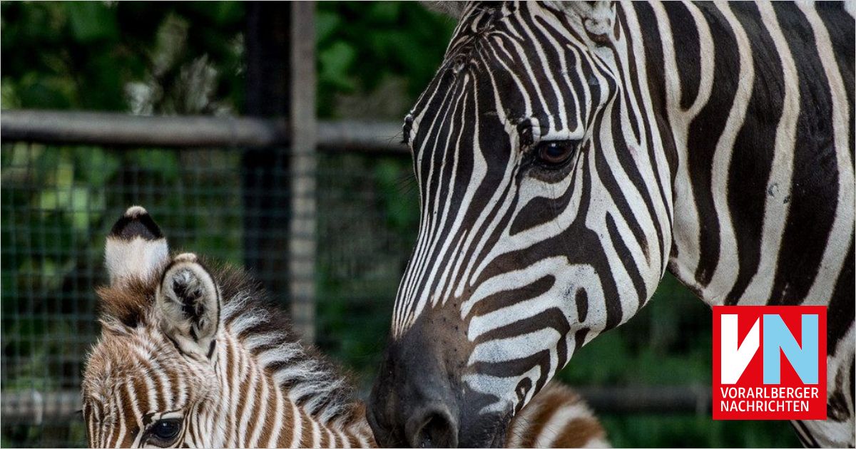 Kleines Zebra erkundet Auslauf - Vorarlberger Nachrichten | VN.at
