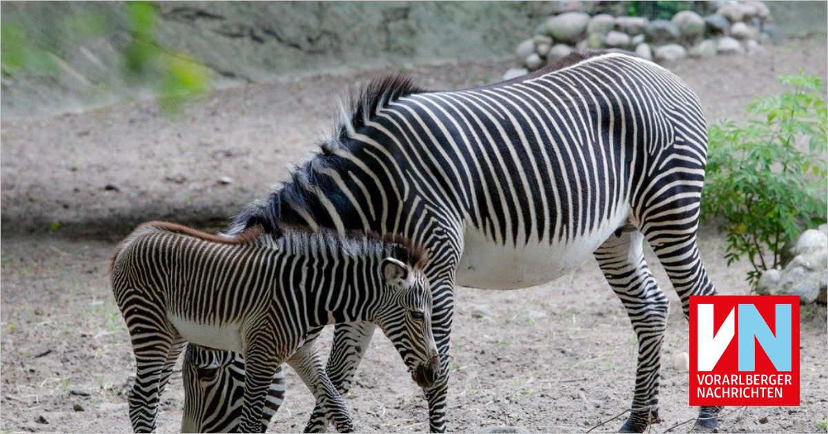 Zebra-Nachwuchs - Vorarlberger Nachrichten | VN.at