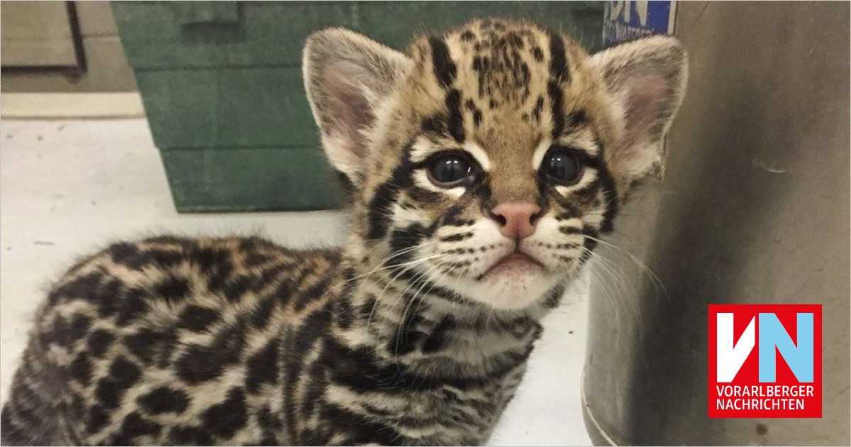 Nichts als Flausen im Kopf - Vorarlberger Nachrichten | VN.at