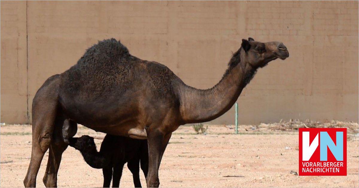 Den Durst stillen - Vorarlberger Nachrichten | VN.at
