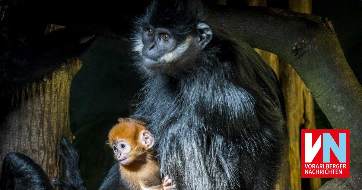 Süßes Affenbaby - Vorarlberger Nachrichten | VN.at