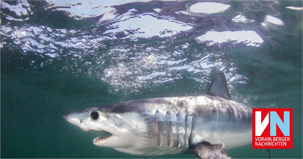 Haifischflossen als Delikatesse - Vorarlberger Nachrichten | VN.at