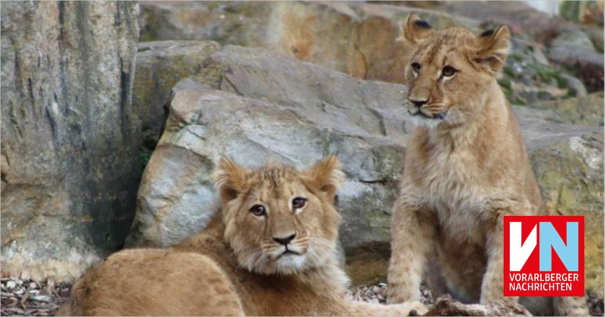 Flausen im Kopf - Vorarlberger Nachrichten | VN.at