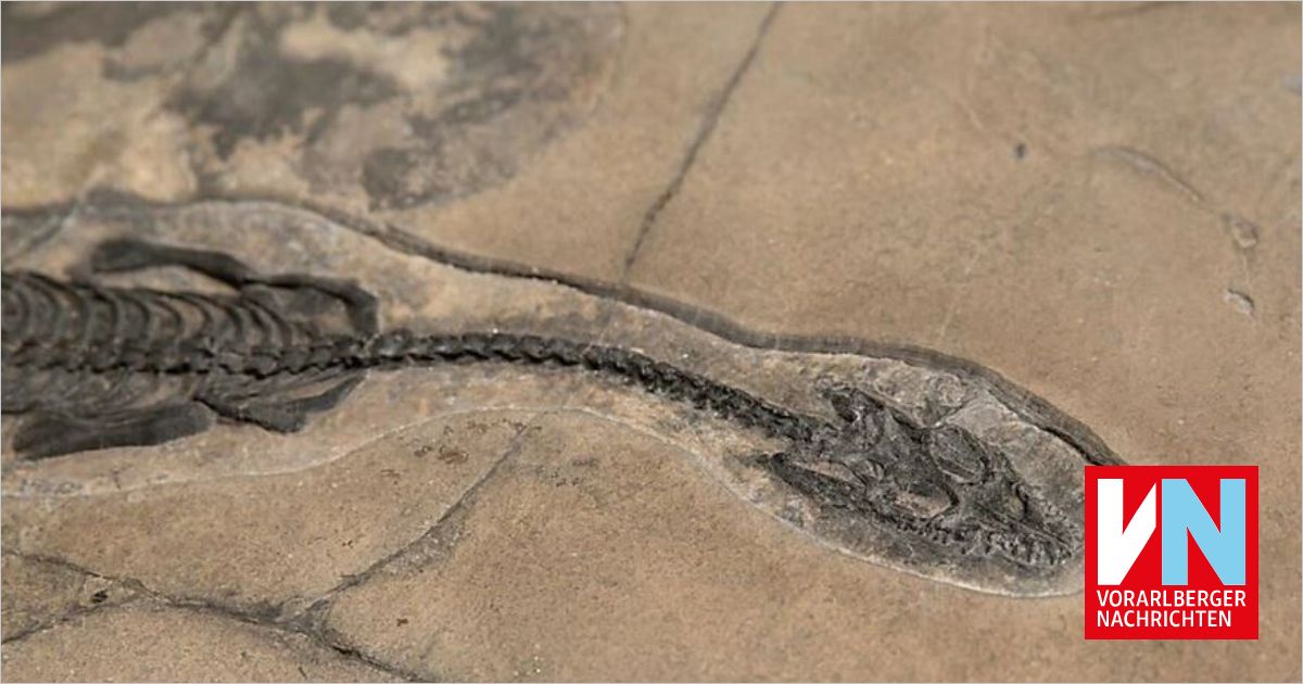 Schweizer Forscher entdecken neue Meeressaurier-Art - Vorarlberger ...