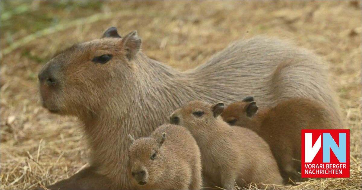 Mama als Ruhepol - Vorarlberger Nachrichten | VN.at